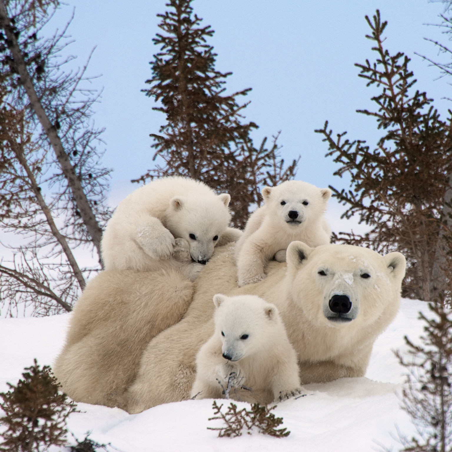 Polar Bear Facts - Everything You Need to Know About Polar Bears
